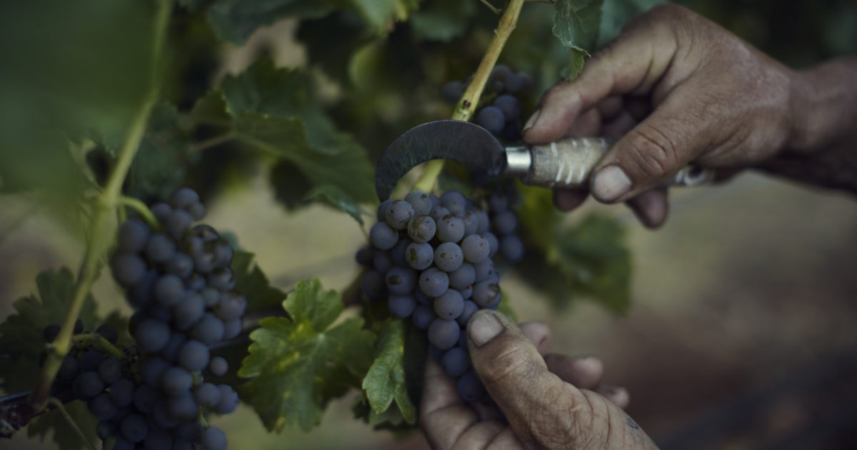 Repris Wines | Repris Wines